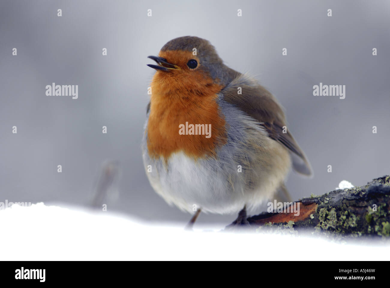 A robin perches on a apple tree brach after a heavy snowfall in ...