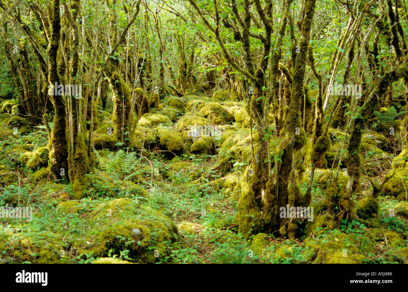 Damp Hazel Scrub Killinaboy Common The Burren Stock Photo - Alamy