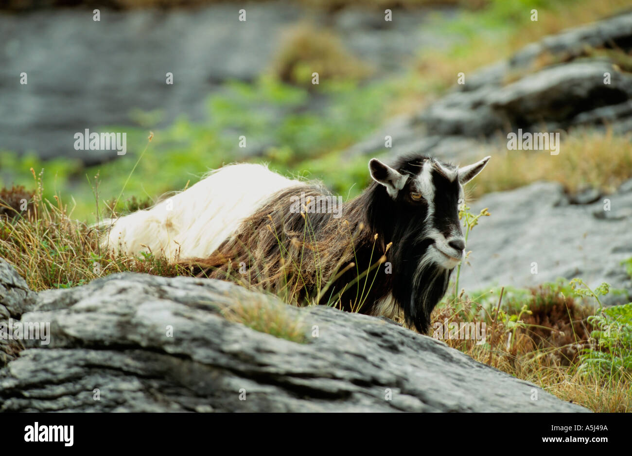 Feral Goat on Black Head The Burren Co Clare Stock Photo - Alamy