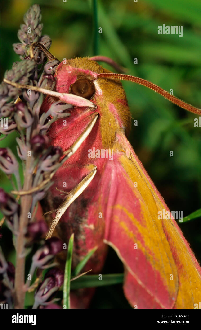 Elephant Hawk Moth Deilephila elpenor Stock Photo - Alamy