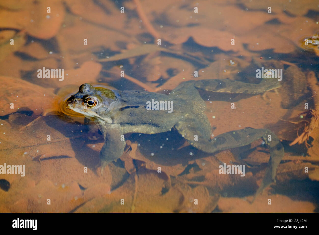 Common frog, frog spawn, amphibian, leaflitter, twigs, brown, olive ...