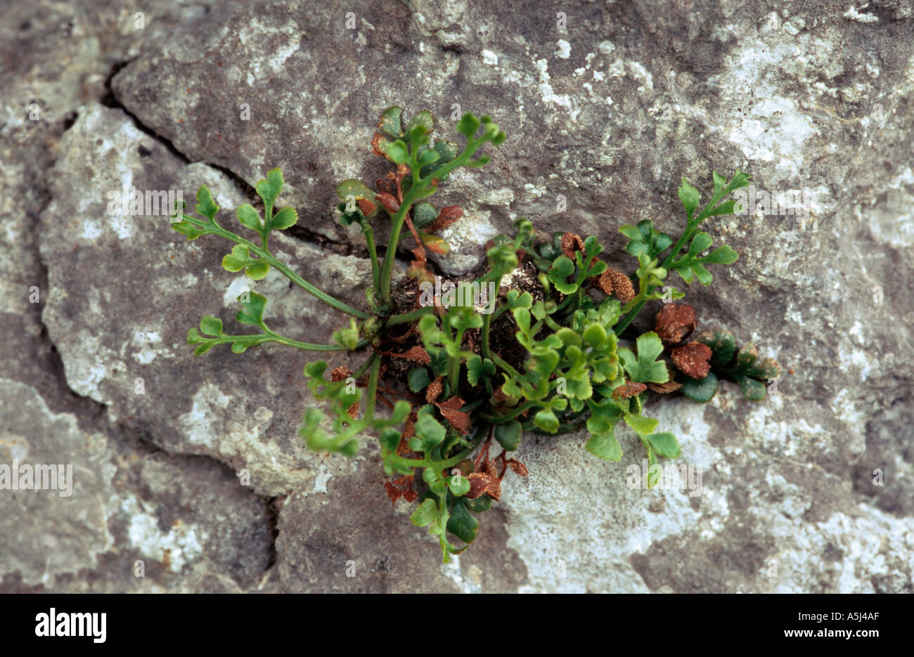 Wall Rue Asplenium ruta muraria Stock Photo - Alamy