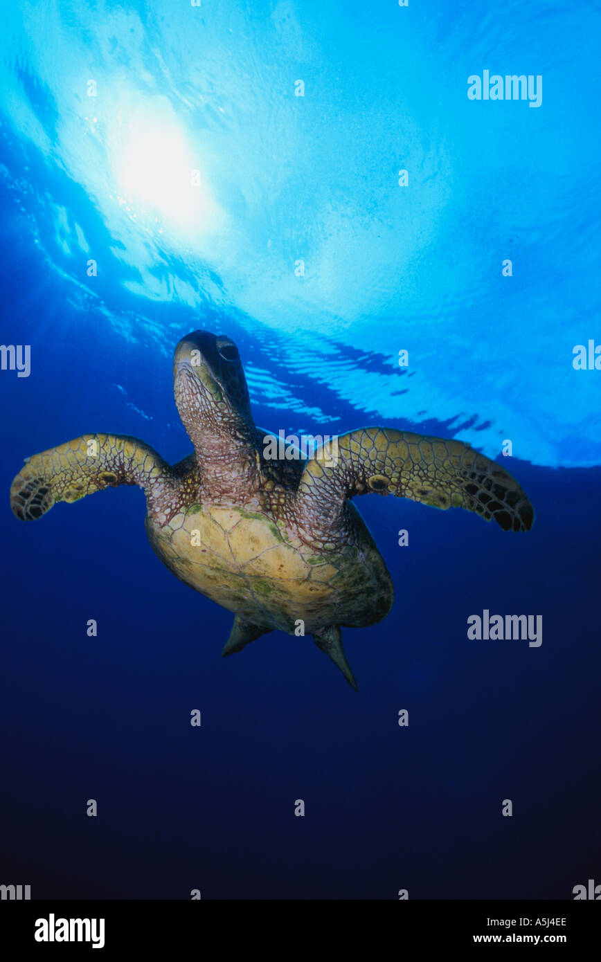 Hawaiian green sea turtle Stock Photo - Alamy