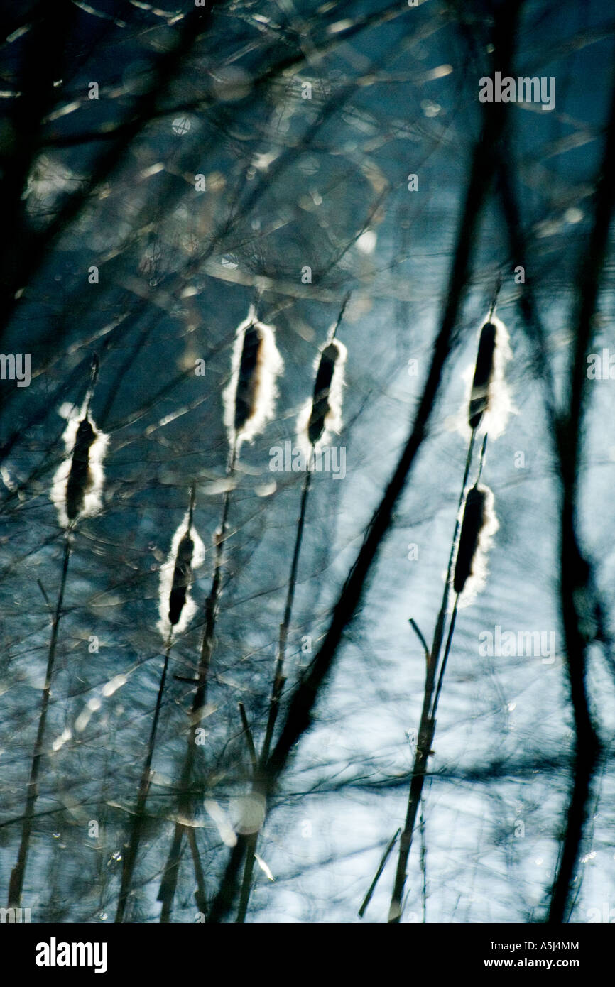 Bulrushes, water, Typha Angustifolia, bulrush, bull-rush, silhouette ...