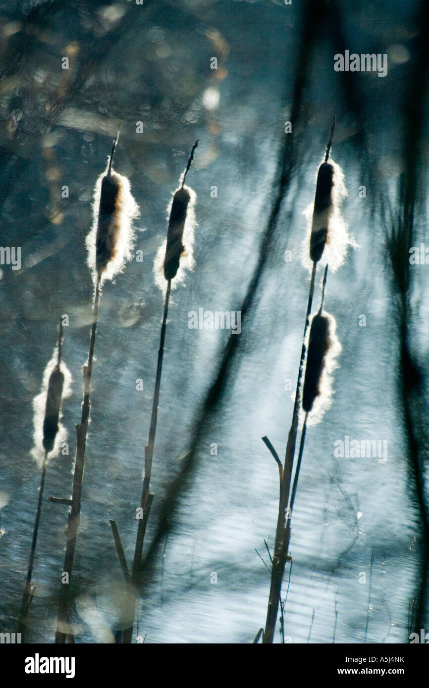 Bulrushes, water, Typha Angustifolia, bulrush, bull-rush, silhouette ...