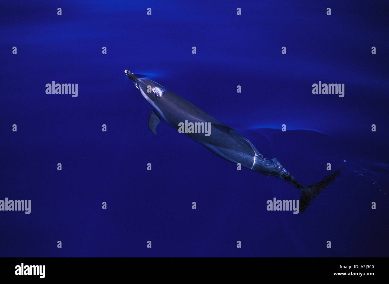 Dolphin looking down hi-res stock photography and images - Alamy