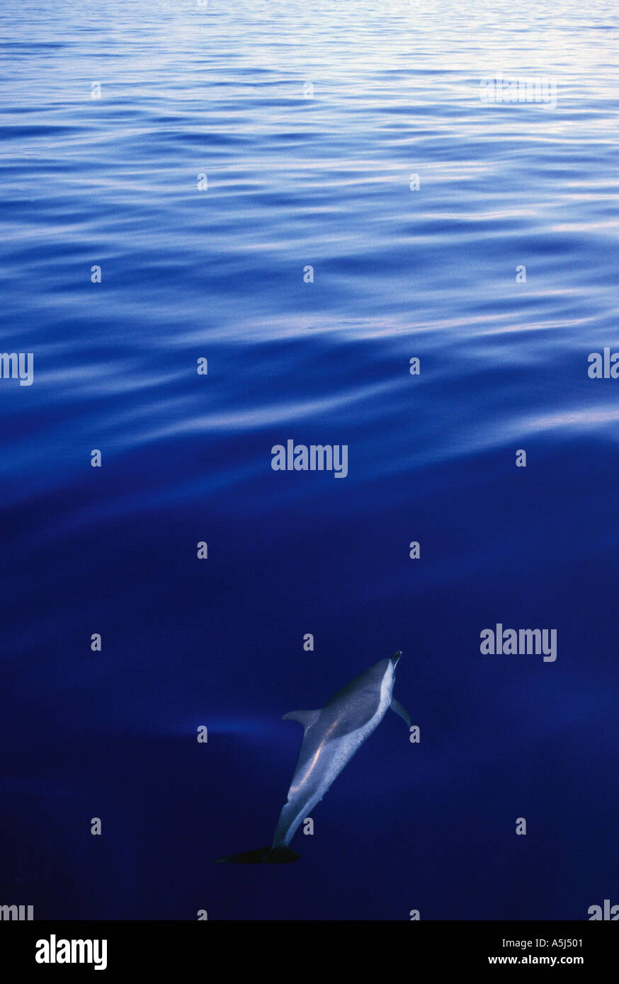 Pacific spotted dolphins Hawaii Stock Photo - Alamy