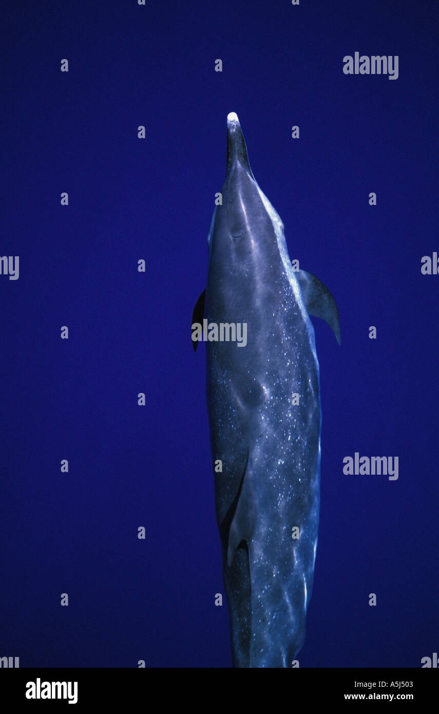 Pacific spotted dolphin Hawaii Stock Photo - Alamy