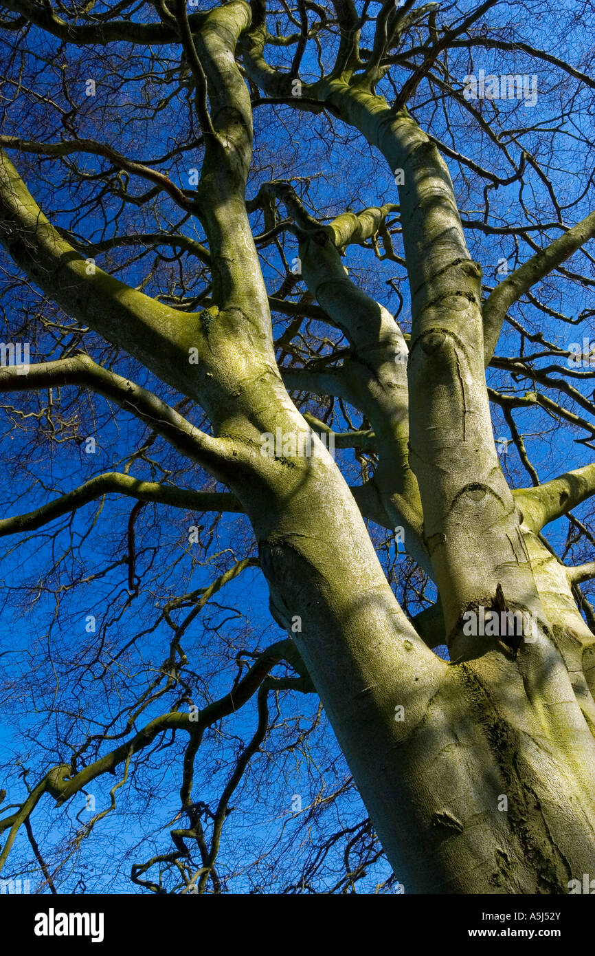View of the trunk and branches of a mature beech tree in winter with ...