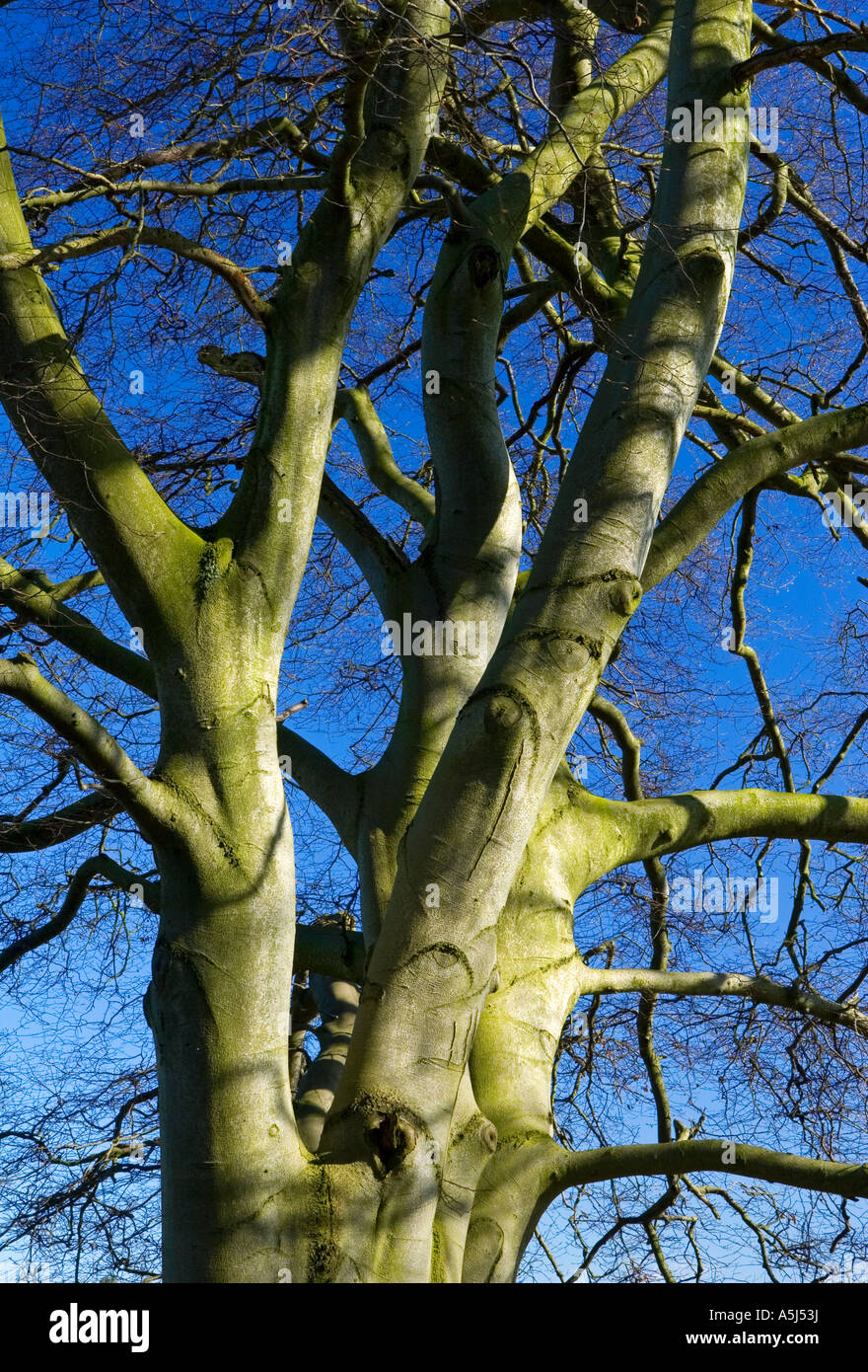 View of the trunk and branches of a mature beech tree in winter with ...
