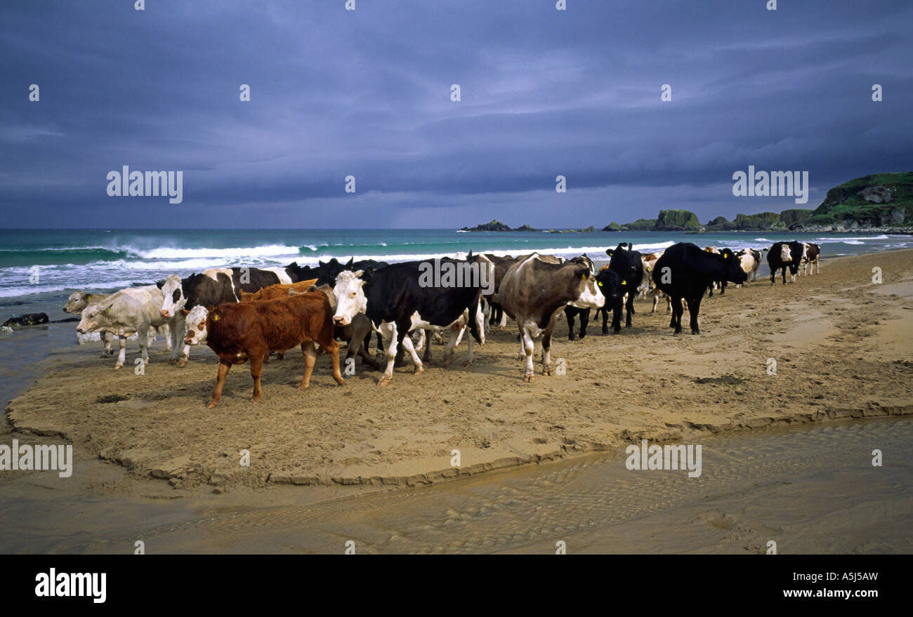 Cows on a beach at White Park Bay on the north coast of County Antrim ...