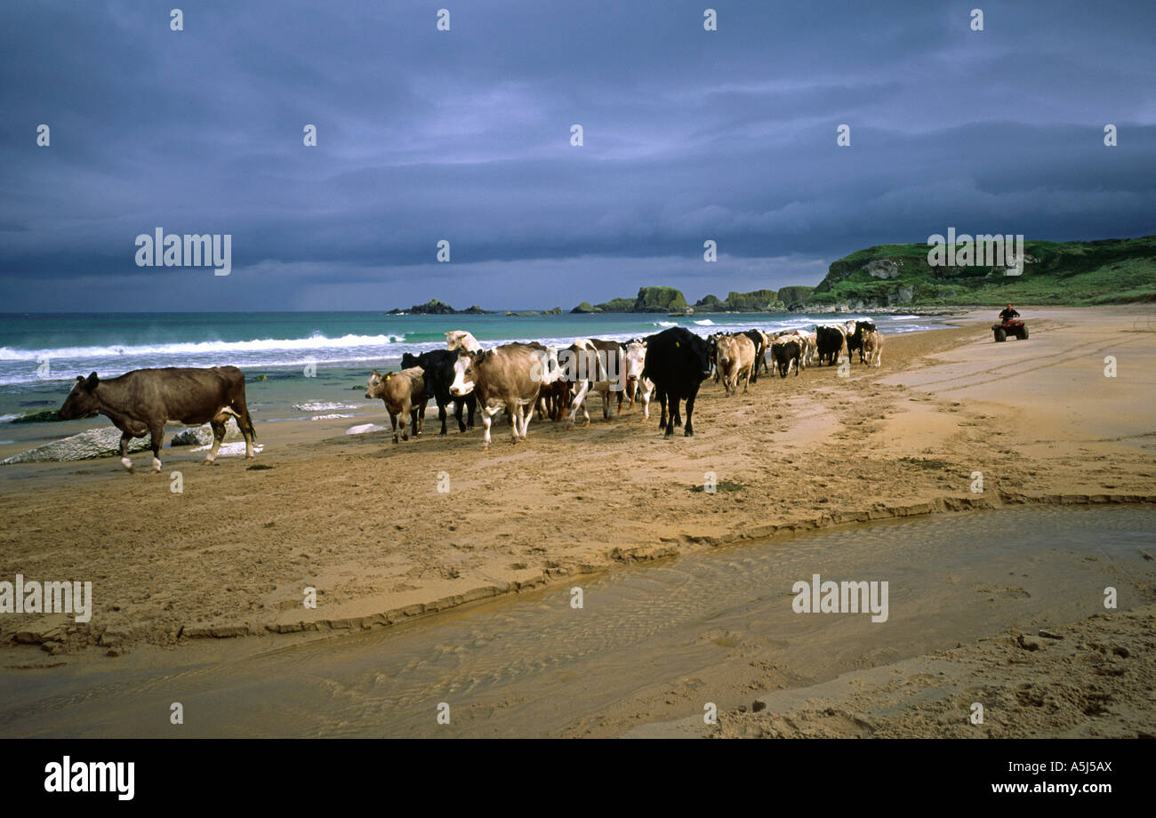 Cows on a beach at White Park Bay on the north coast of County Antrim ...