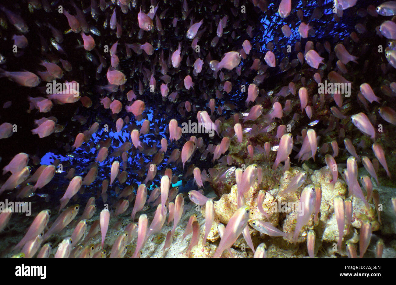 Shoal of glass fish in the Red Sea, Sharm El Sheikh, Egypt Stock Photo ...
