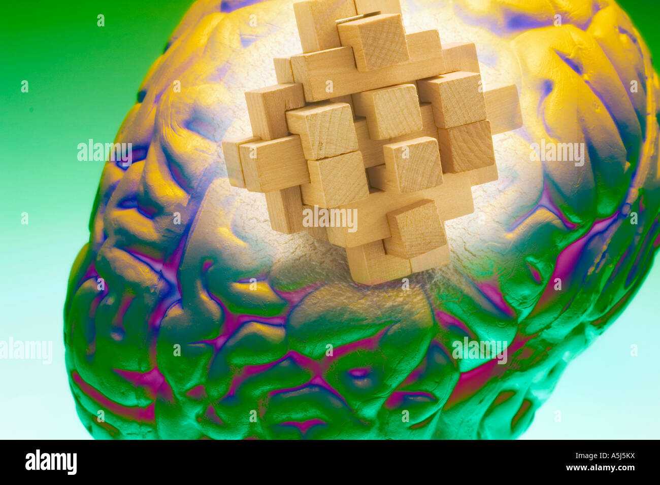 Brain Model and Wooden Puzzle Stock Photo - Alamy