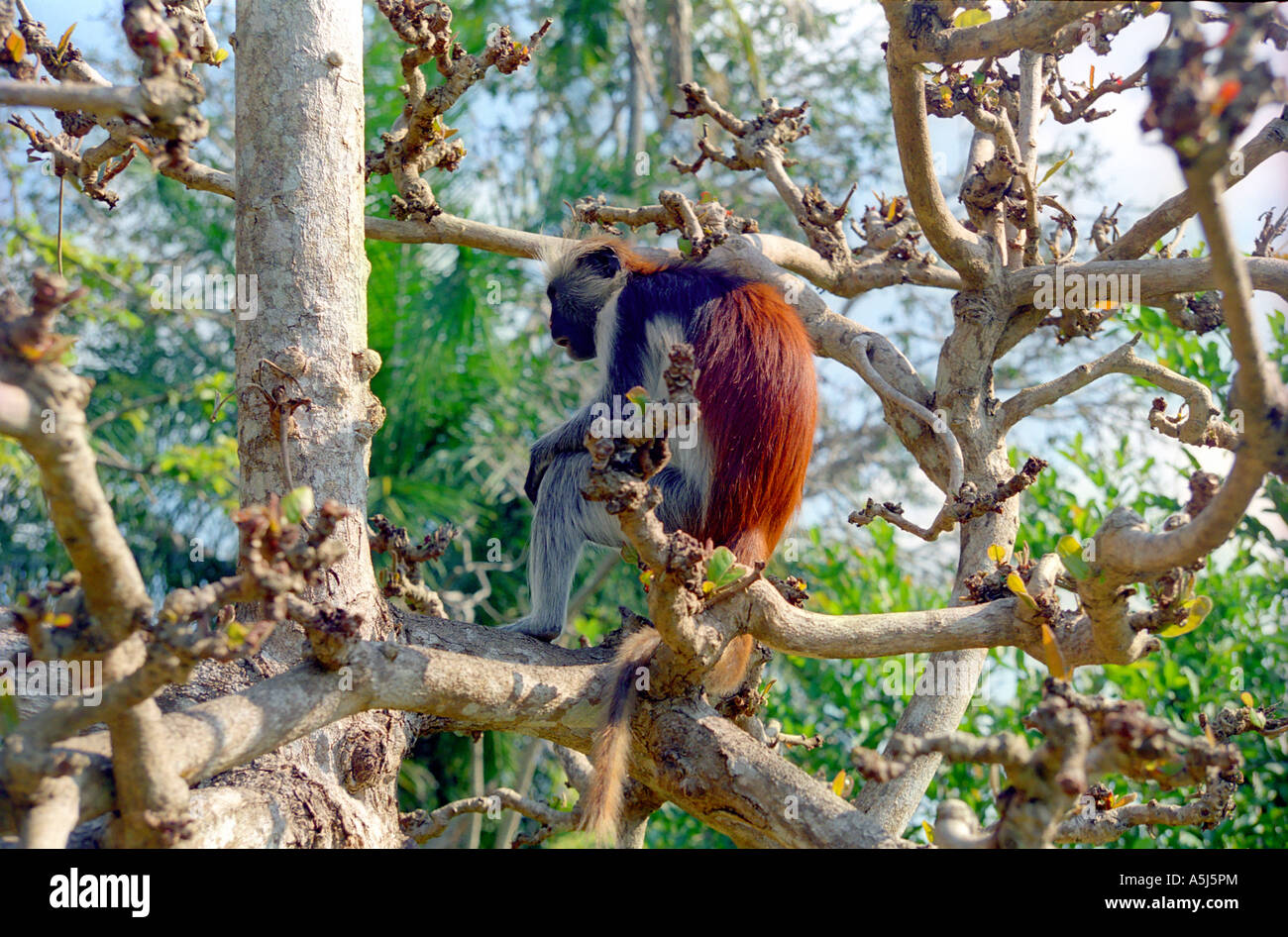 Colobus conservation hi-res stock photography and images - Alamy