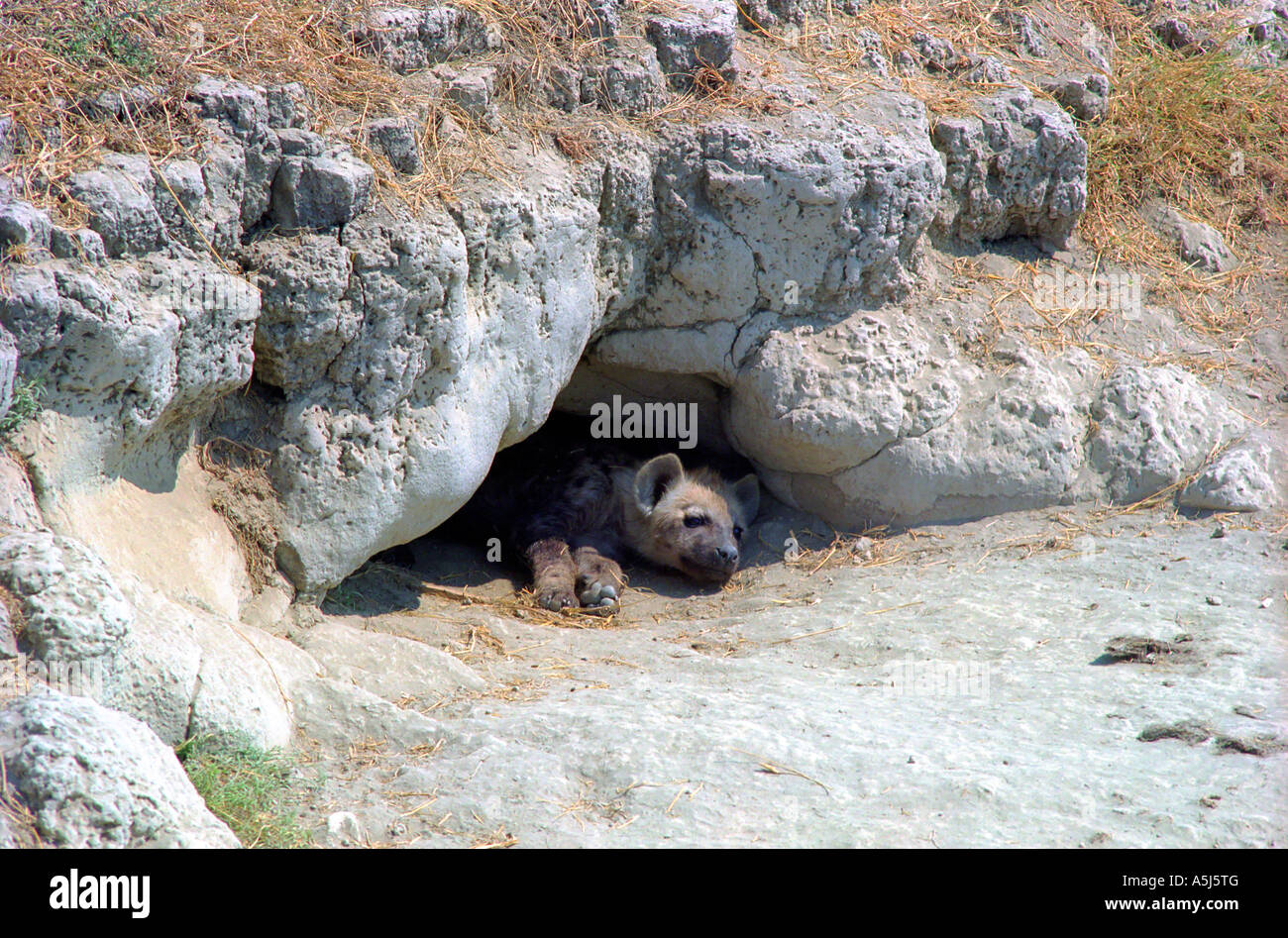 Sleeping hyena in Tarangire National Park, Tanzania Stock Photo - Alamy