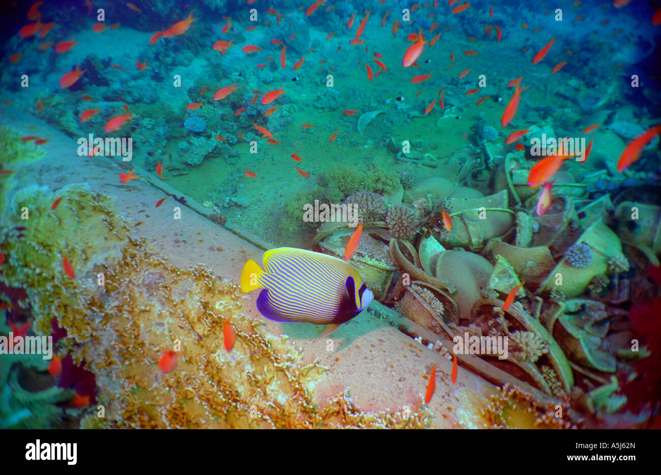 Emperor fish at the ship wreck site of the Yolanda at Ras Mohammed, Red ...