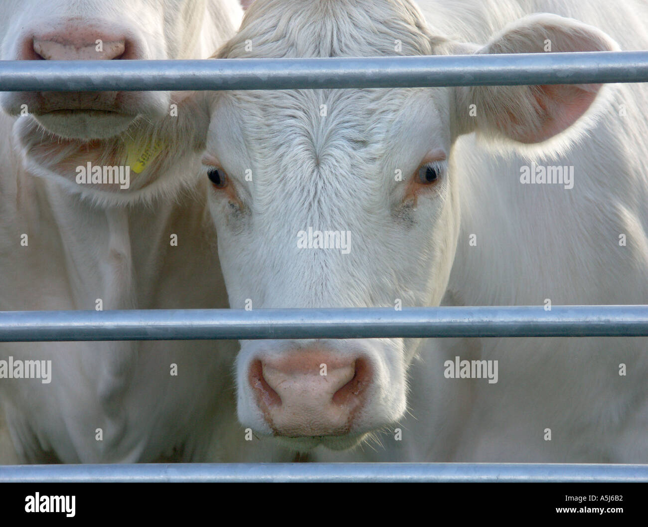 Cute cows looking through gate hi-res stock photography and images - Alamy