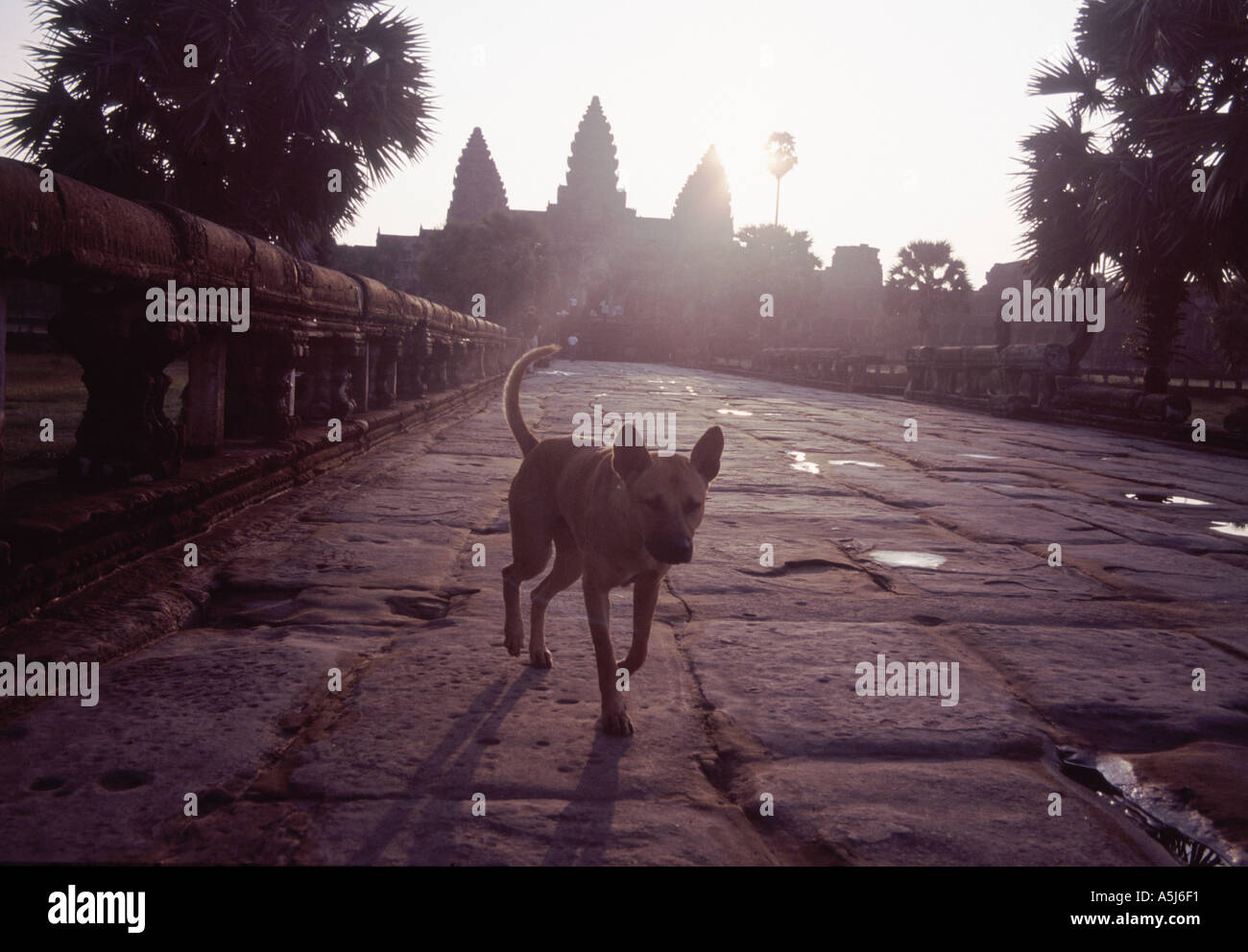 Dog angkor wat hi-res stock photography and images - Alamy