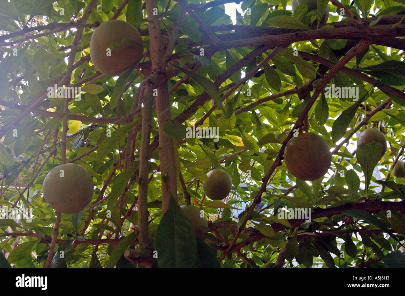Calabash Tree Crescentia cujete L Stock Photo - Alamy