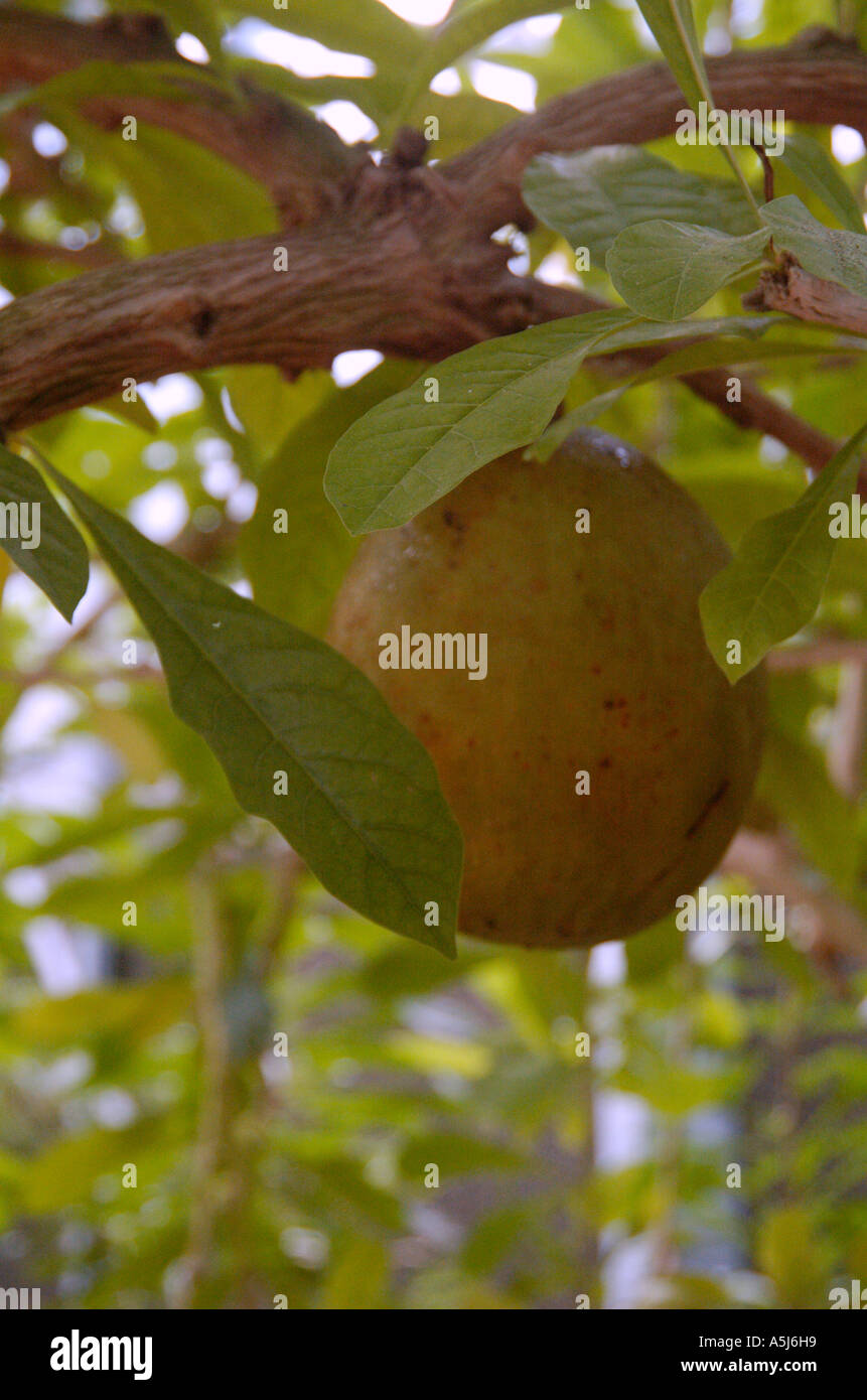 Calabash Tree Crescentia cujete L Stock Photo - Alamy