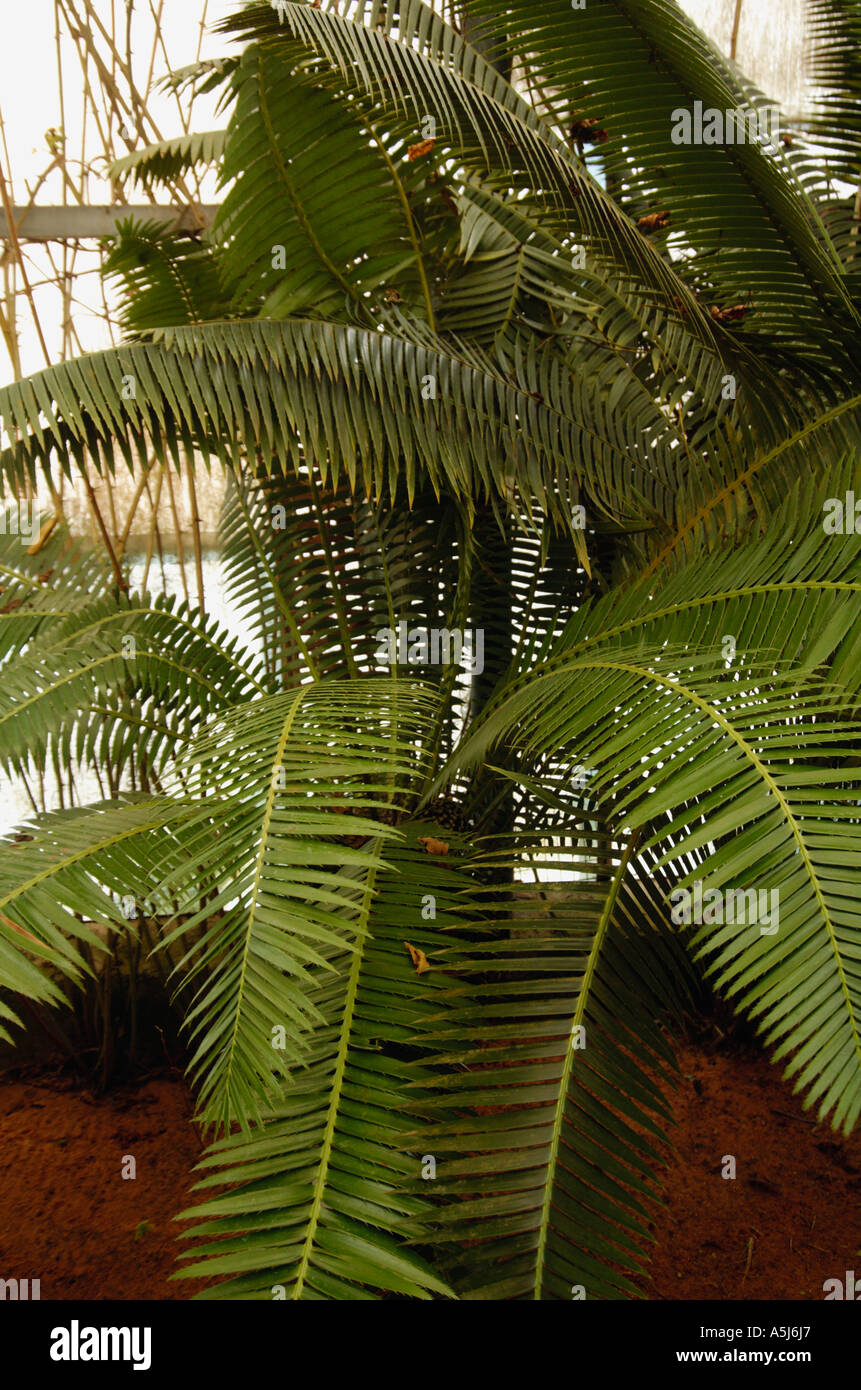 Dioon hi-res stock photography and images - Alamy