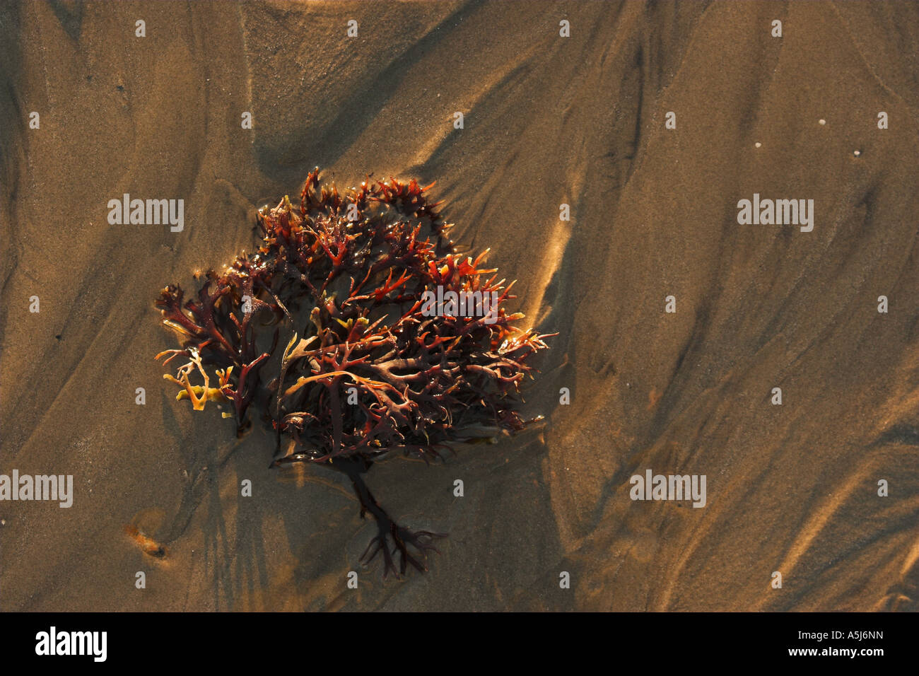 Seaweed and shapes on rippled sand Stock Photo - Alamy