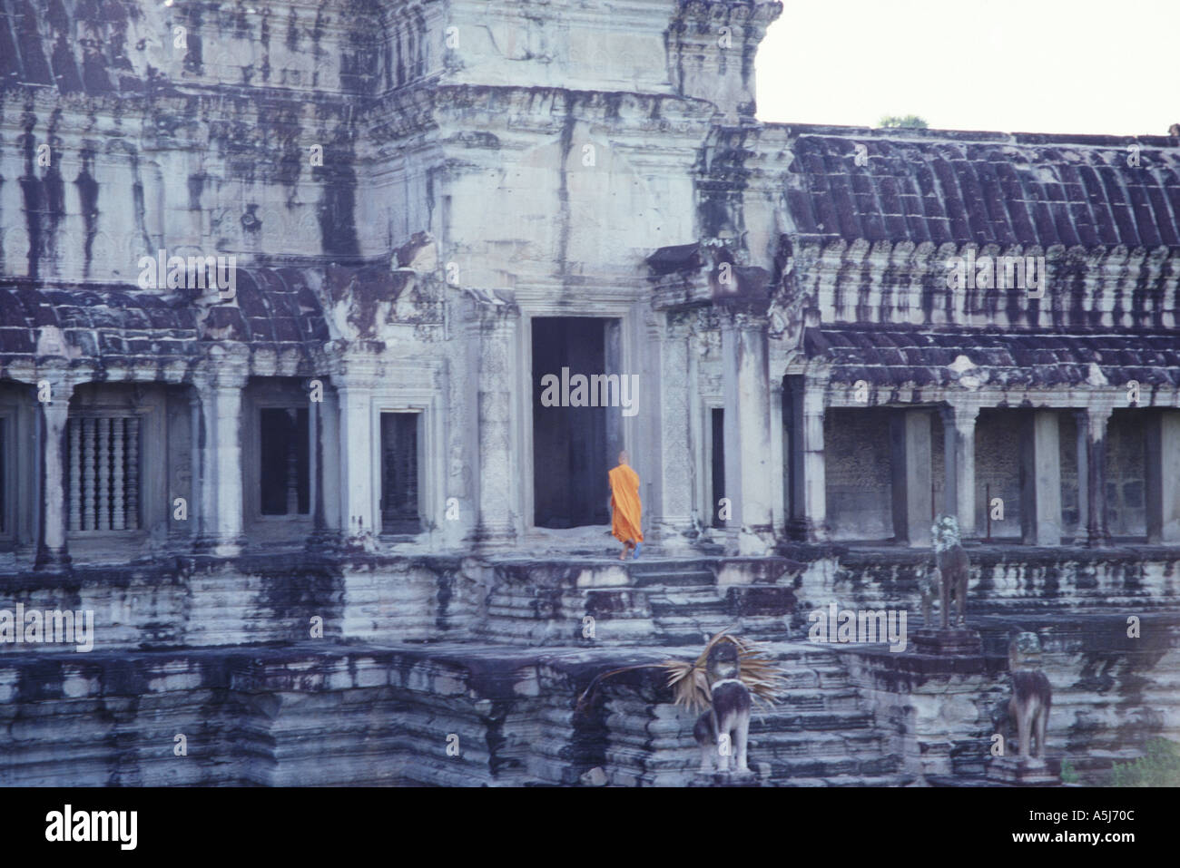 Dog angkor wat hi-res stock photography and images - Alamy