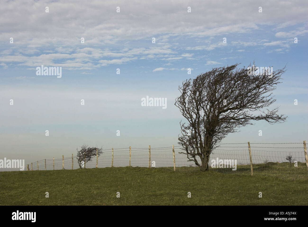 Wind blown trees on the South Downs, East Sussex Stock Photo - Alamy