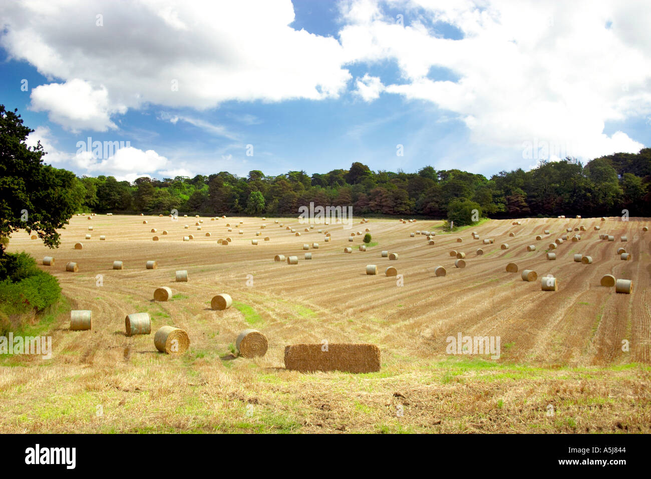 Corn Fields Hardwick Hall Derbyshire England United Kingdom Stock Photo ...