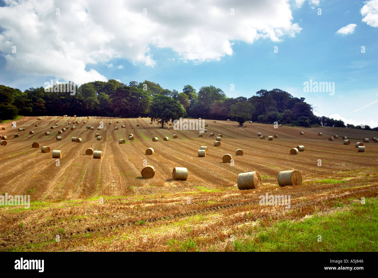 Corn Fields Hardwick Hall Grounds Derbyshire English County England UK ...