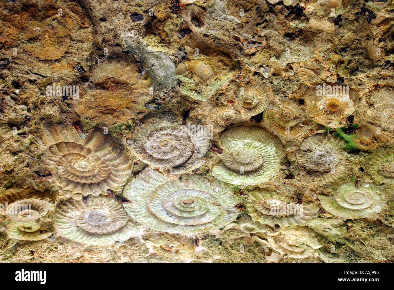 Coiled fossils hi-res stock photography and images - Alamy