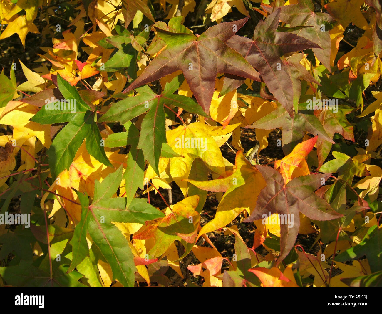 Coloured maple leaf hi-res stock photography and images - Alamy