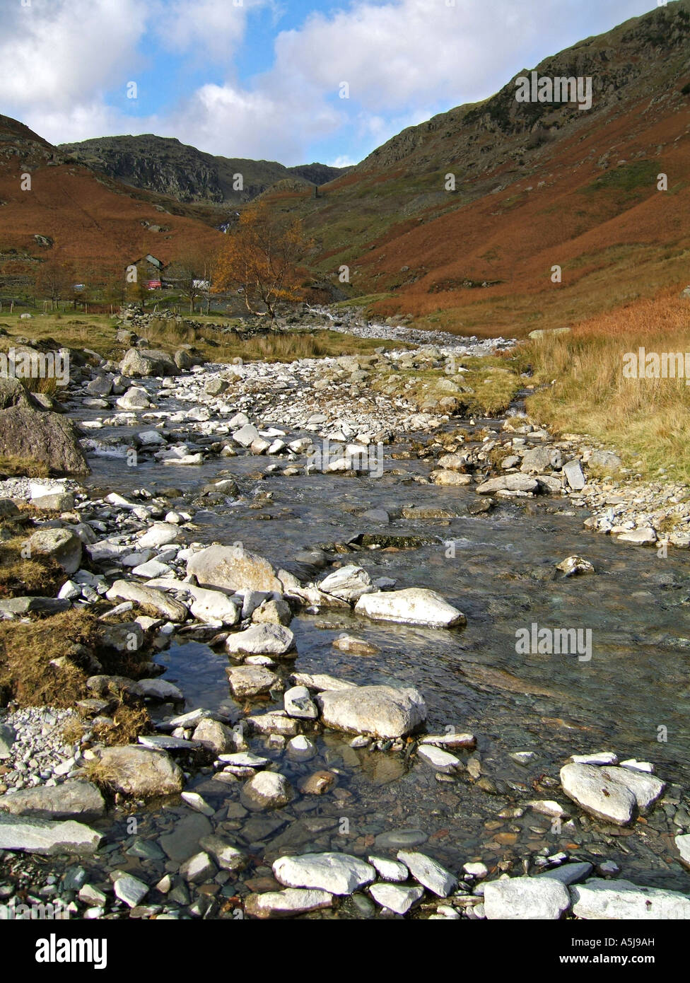 Copper bracken hi-res stock photography and images - Alamy