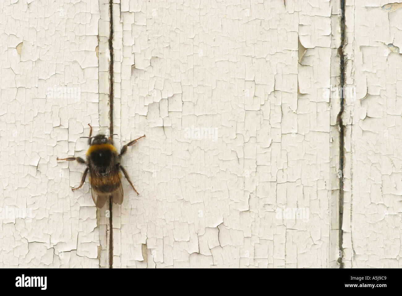Tired bumble bee resting on cracked and flaking paintwork Stock Photo ...