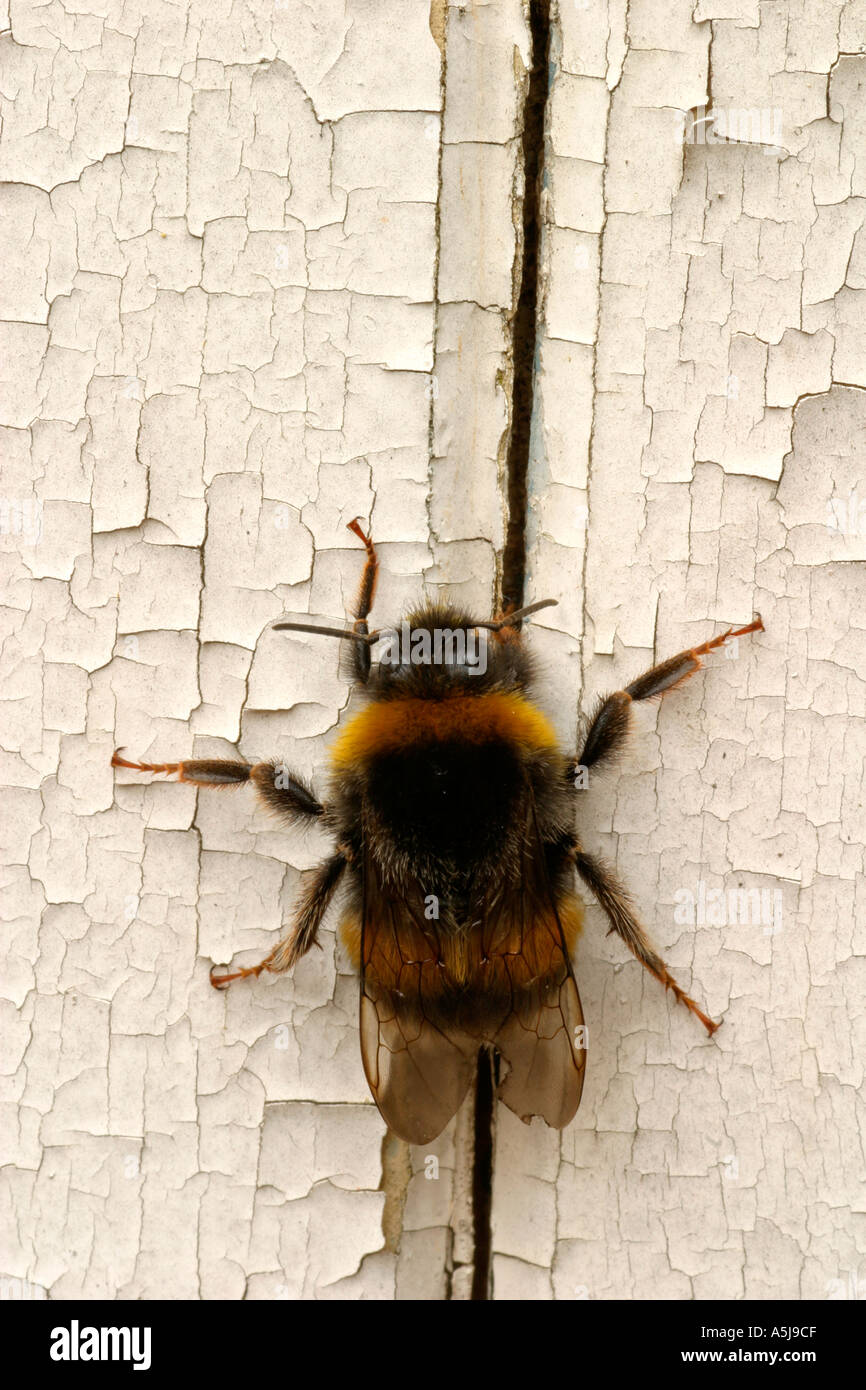 Tired bumble bee resting on cracked and flaking paintwork Stock Photo ...