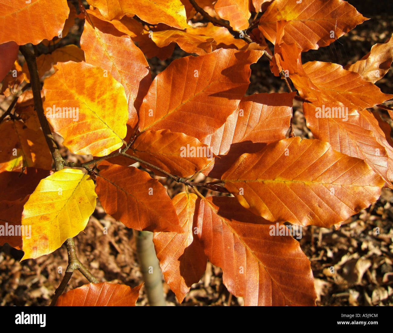 Golden beech tree leaves England UK Stock Photo - Alamy