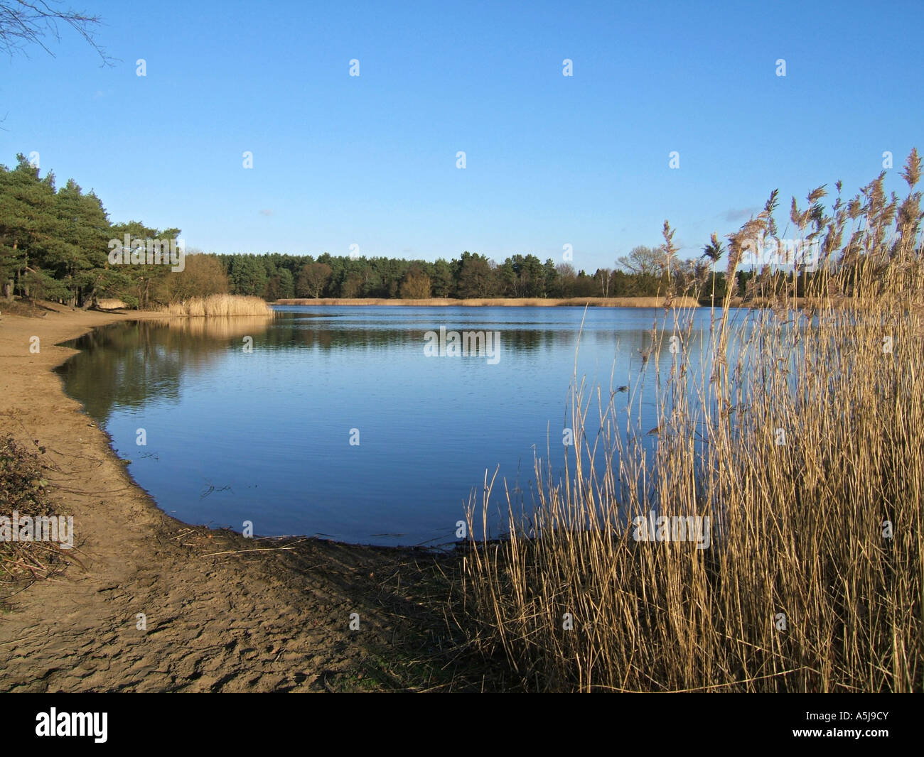 The little pond at Frensham, near Farnham, Surrey, England, UK Stock ...