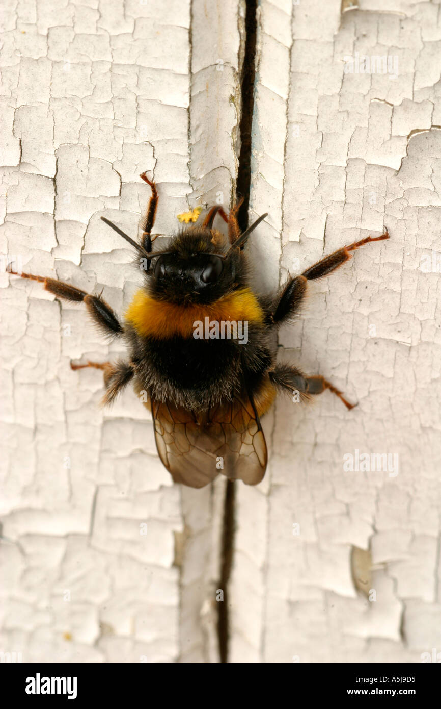 Tired bumble bee resting on cracked and flaking paintwork Stock Photo ...