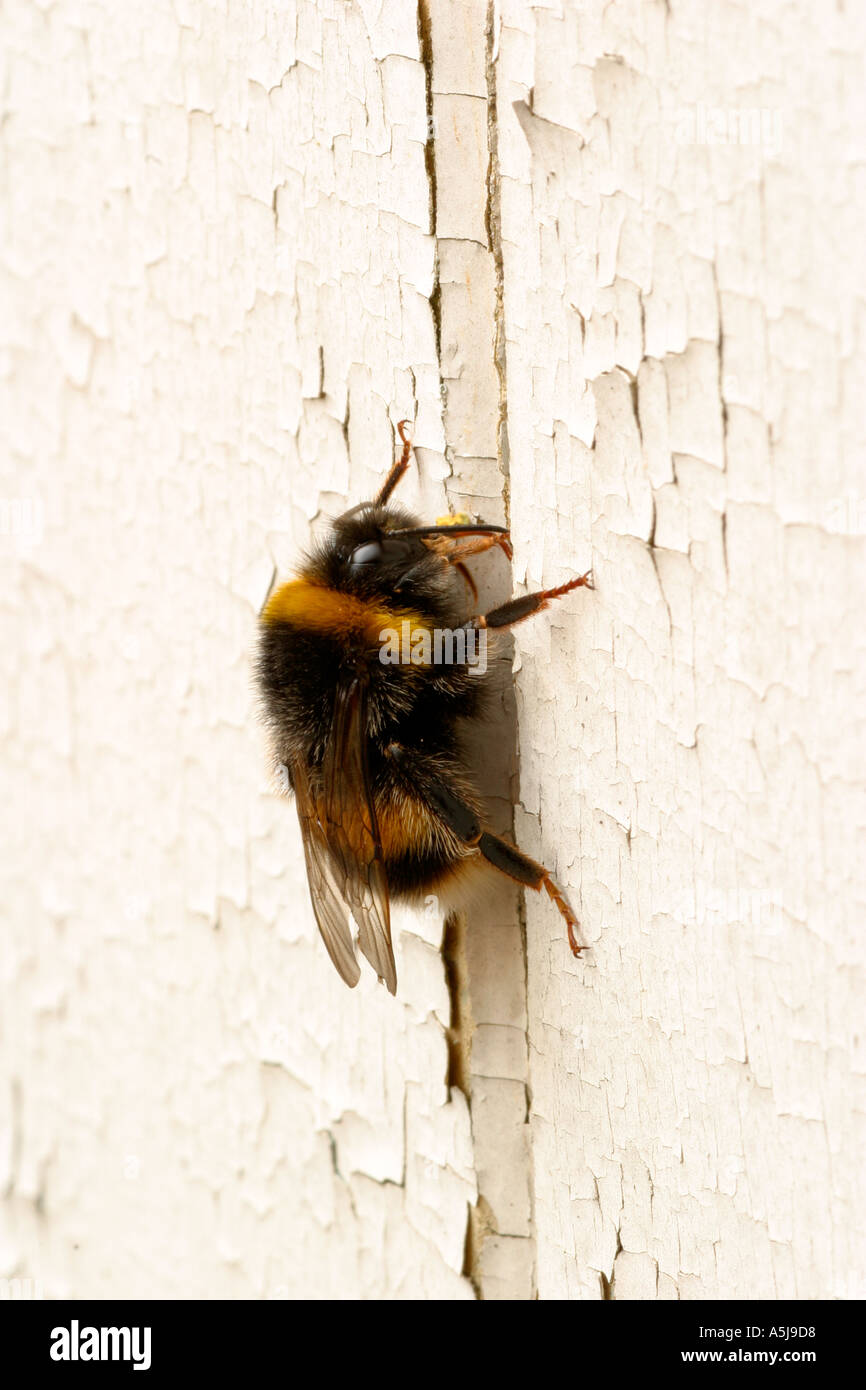 Tired bumble bee resting on cracked and flaking paintwork Stock Photo ...