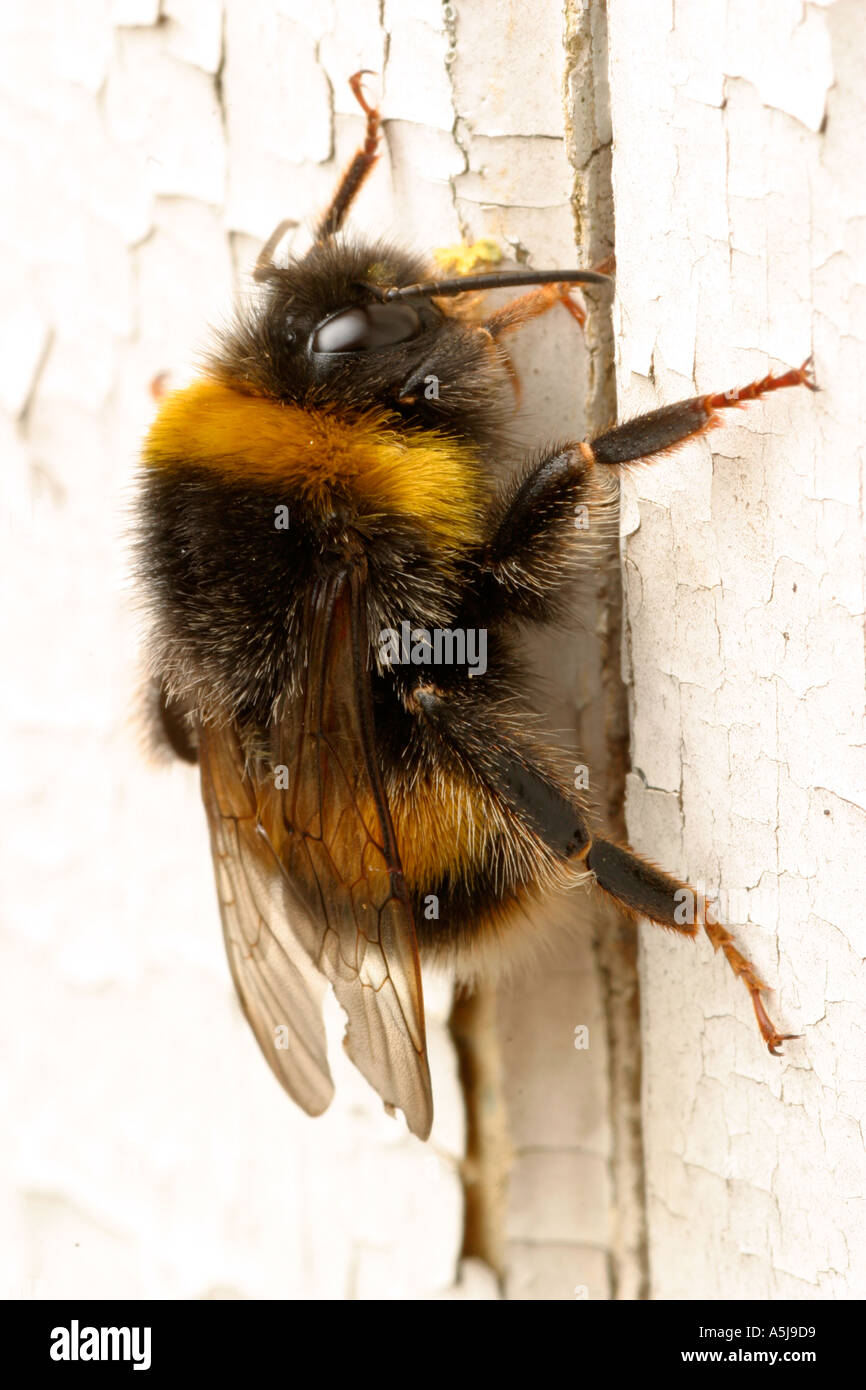 Tired bumble bee resting on cracked and flaking paintwork Stock Photo ...