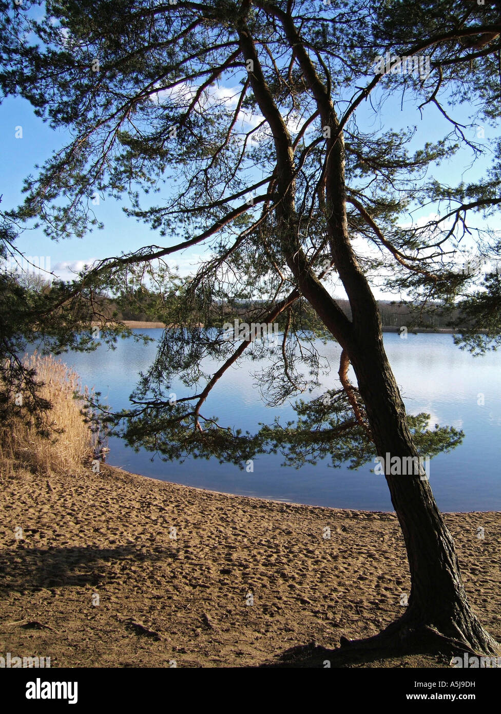 The little pond at Frensham, near Farnham, Surrey, England, UK Stock ...
