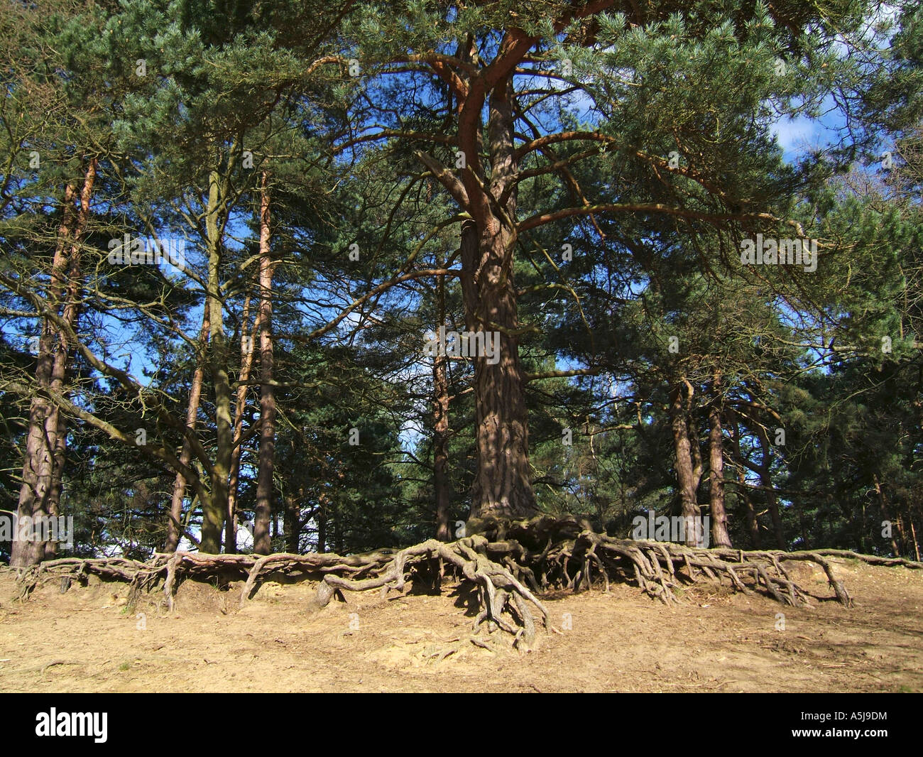 Conifer trees in Oxshott woods, Surrey, England, UK Stock Photo - Alamy