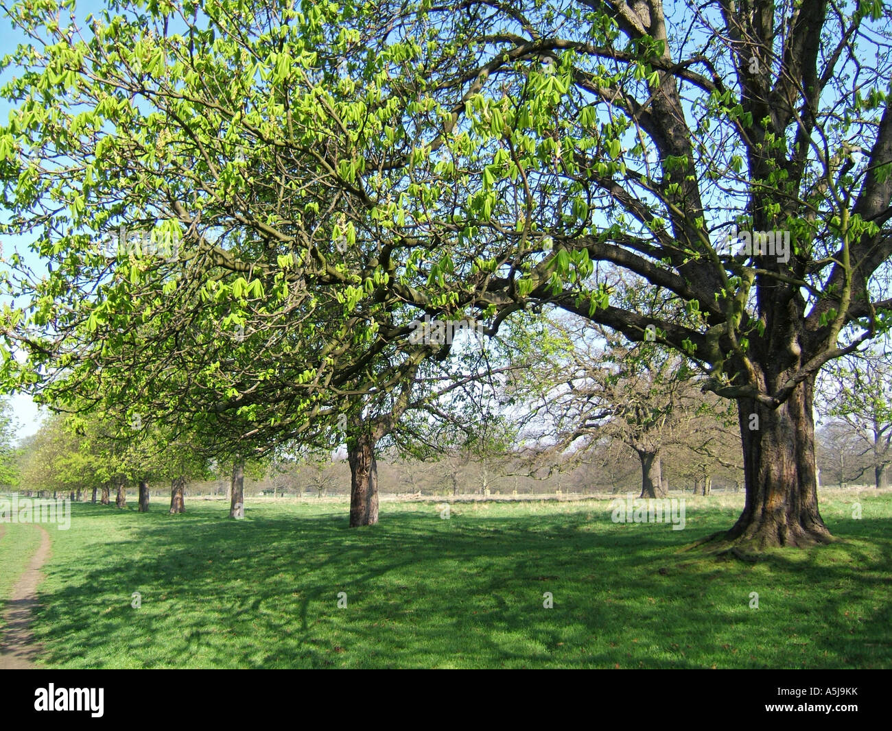 Horse chestnut trees in Bushy Park, Hampton, Surrey, England, UK Stock ...