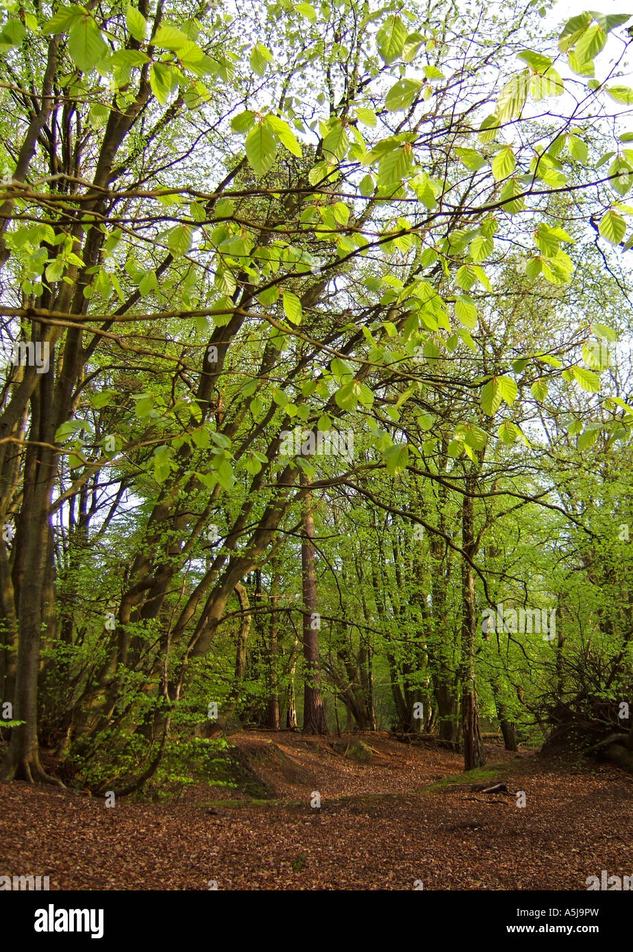 Spring green beech tree leaves, Surrey England UK Stock Photo - Alamy