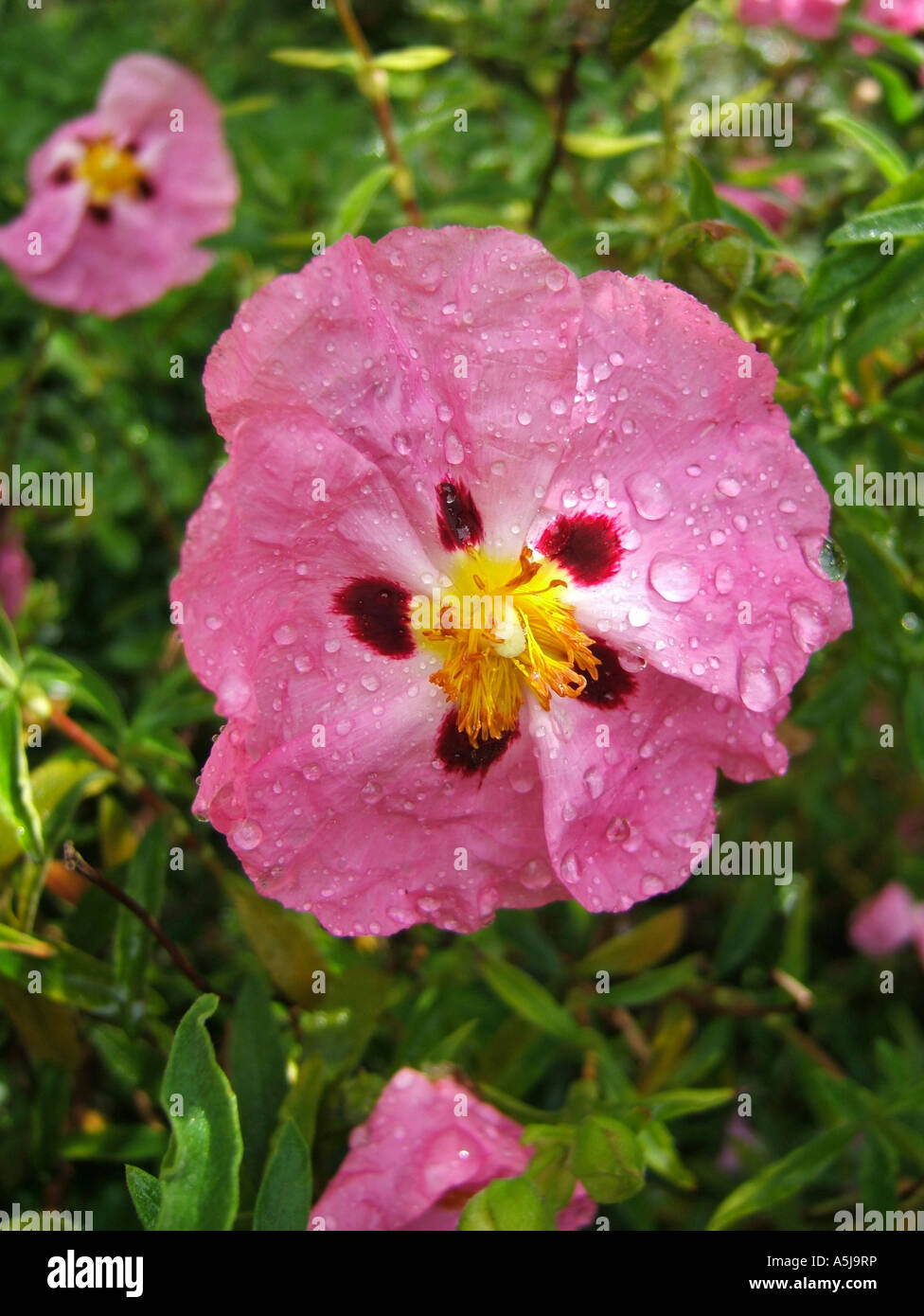 Pink cistus flower with rain drops, in garden, Surrey England UK Stock ...