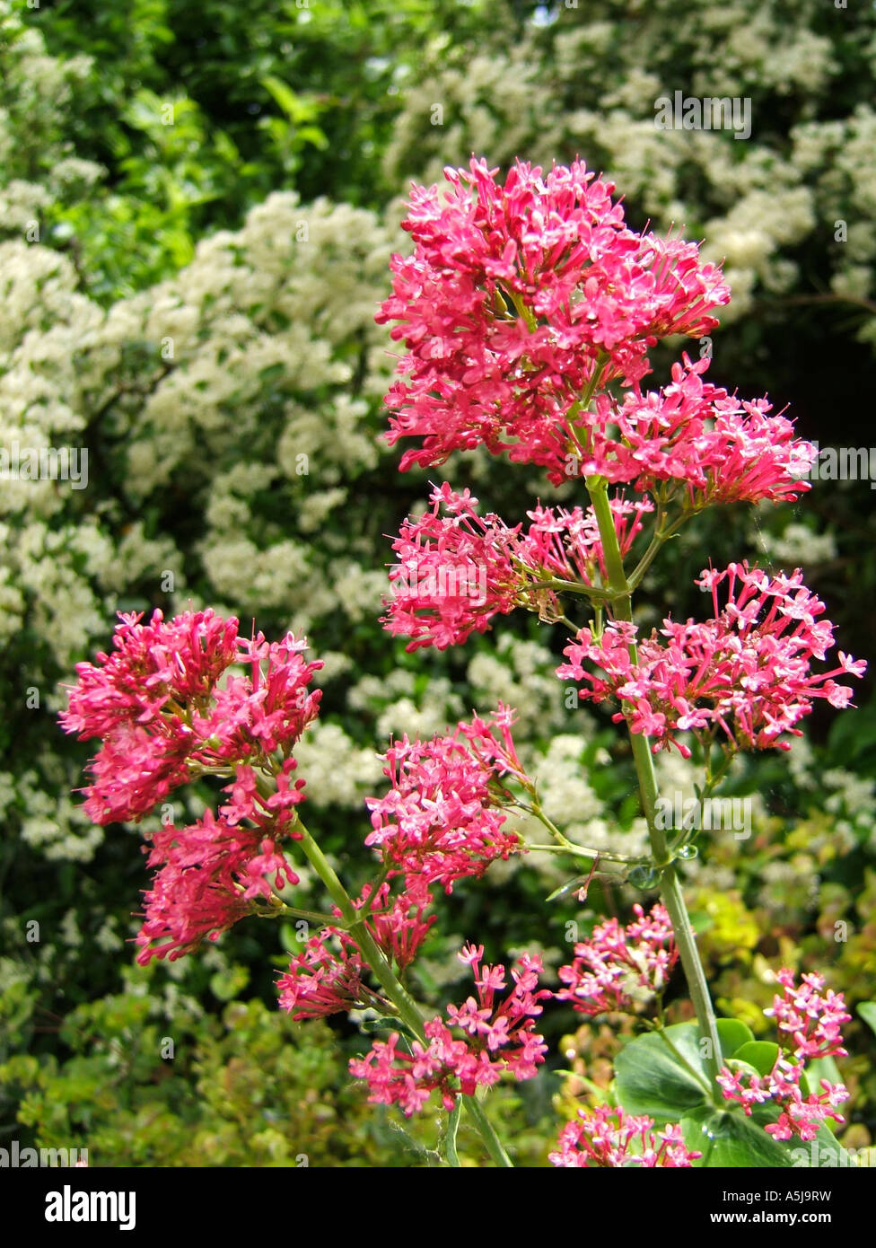Red Valerian Centranthus ruber growing in garden Surrey England UK ...