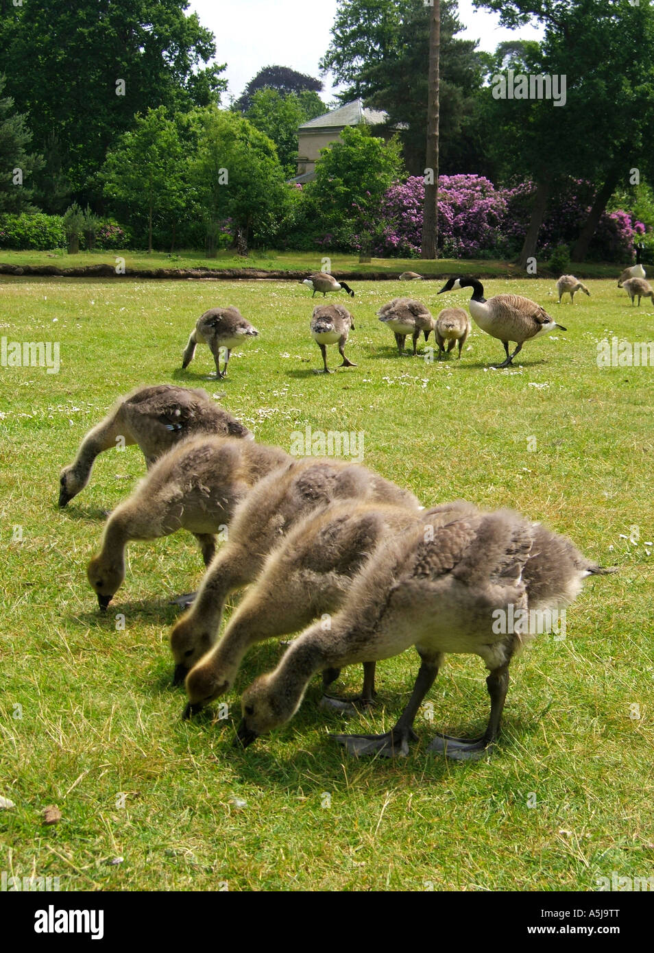Canada goose family grasing on grass lawn Surrey England UK Stock Photo ...