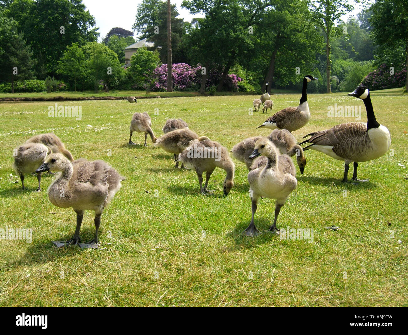 Canada goose family grazing on grass lawn Surrey England UK Stock Photo ...