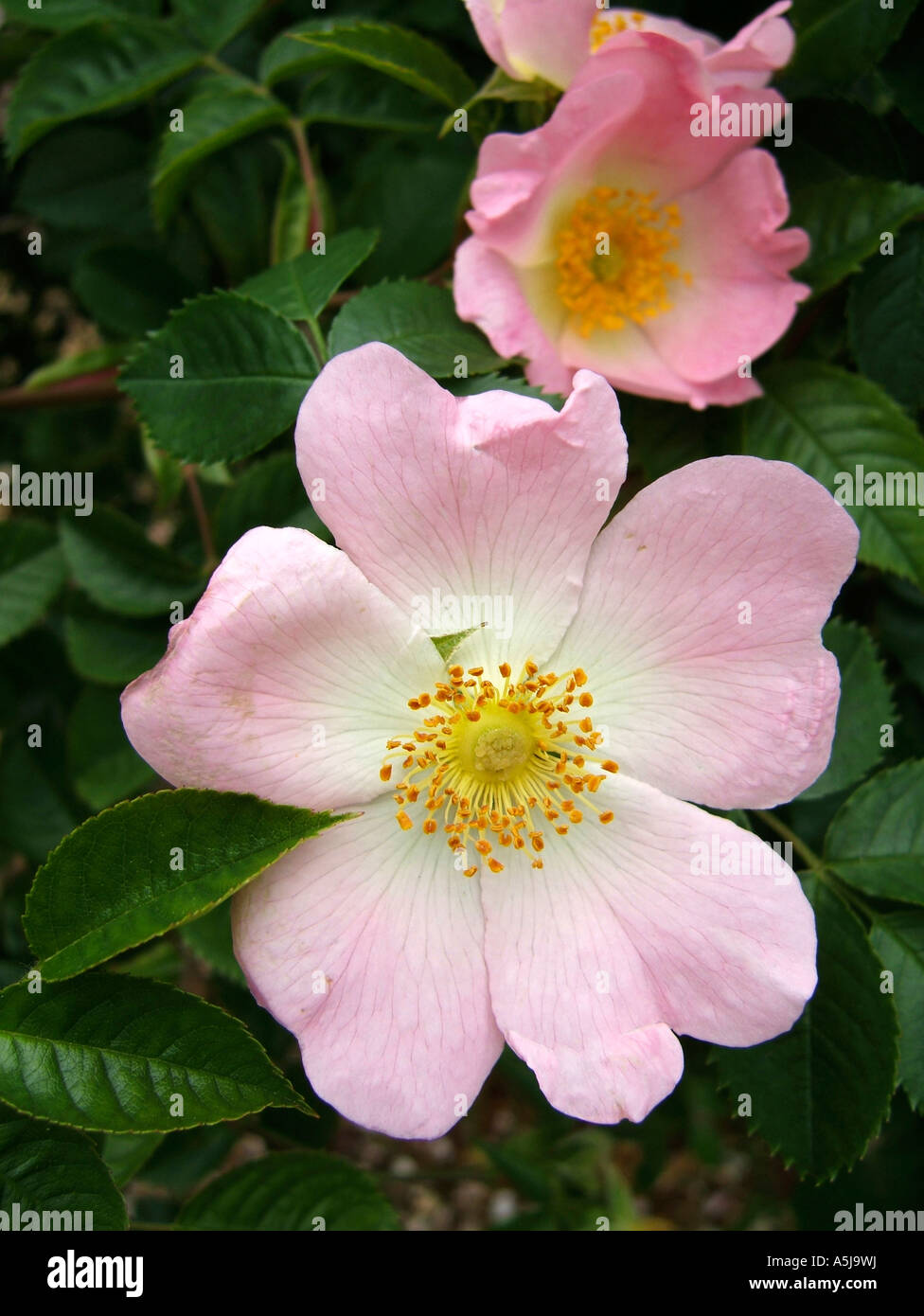 Dog-Rose Rosa canina Rosaceae, England UK Stock Photo - Alamy